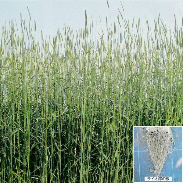 えん麦が播けないような低温期の緑肥として。塩類濃度が高い土壌や有機質の不足している畑に利用。北海道などでのタマネギ後作緑肥にも好適。●特性・特徴発芽が早く、初期生育が非常に旺盛。短期間の緑肥に好適。密な繊維根を有し、キタネコブセンチュウの密...