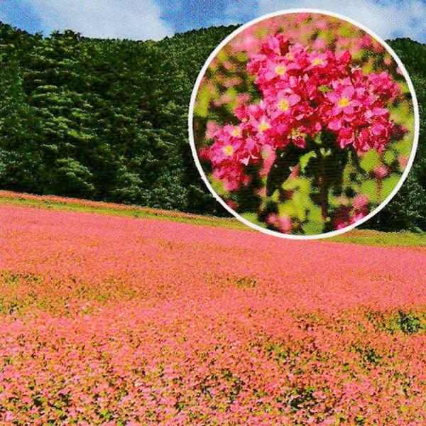 赤花そば、高嶺ルビーNeo赤色が濃くなった赤花そば！●特性・特徴開花期は在来の白花そばに比べてやや遅い。開花期に10〜 15℃ の低温にあうと、より美しい赤色になる。土地を選ばず、やせ地や酸性土壌、乾燥地でもよく生育する。