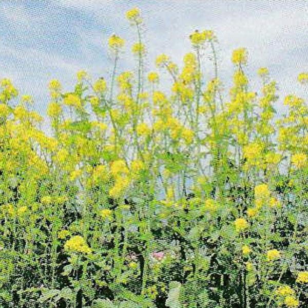 生育が早く、景観用にもよい！生物くん蒸作物として注目！OECD登録品種●特性・特徴・初期生育が早く、短期間で高収量が得られる。・花は黄色で、開花期の草丈は1m以上。耐倒伏性が強い。・生物くん蒸作物として利用した場合、トマト青枯病、ホウレンソ...