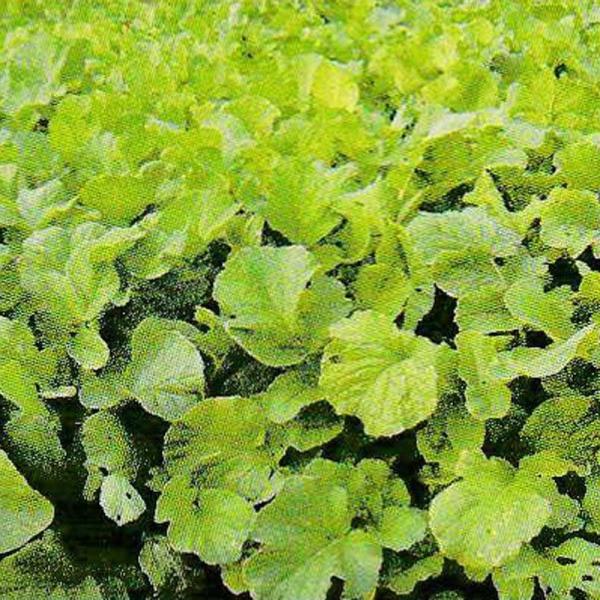 おとり効果で根こぶ病菌を減らす！！OECD登録品種●特性・特徴初期生育が良好で、早期におとり効果が得られる。おとり用途で利用後、土壌中にすき込むことも圃場から持ち出すことも可能。根が肥大しないタイプの大根ですき込みやすく、雑菌の繁殖が軽減できる。