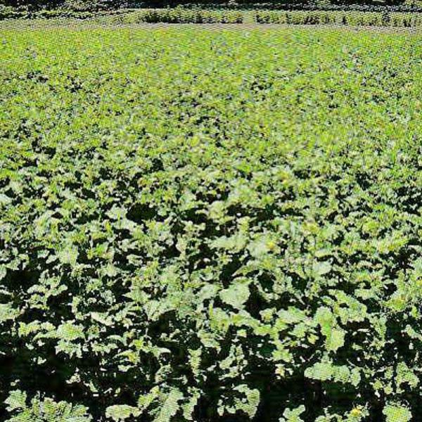 辛味成分で土壌をくん蒸、清潔に！！OECD登録品種●特性・特徴辛味成分が多く含まれ、土壌殺菌効果が高い。ホウレンソウ萎凋病、トマトのサツマイモネコブセンチュウ、キタネグサレセンチュウなどの被害低減が期待できる。初期生育が旺盛で、短期間で高収...