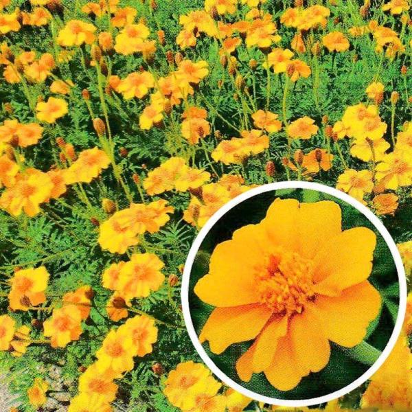 景観およびセンチュウ対策に！各種の有害センチュウに汚染された畑や景観用として利用。●特性・特徴各種ネコブセンチュウ、ネグサレセンチュウの密度を抑制する。特にキタネグサレセンチュウに対して効果が高い。橙色の花をつけるので、景観用としてもすぐれ...