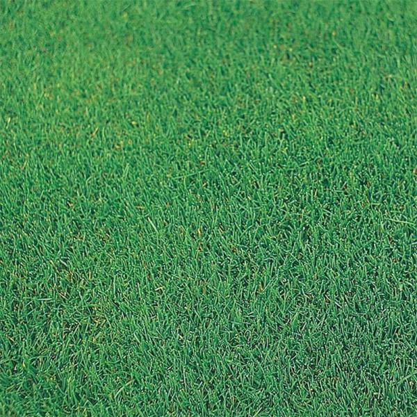 春の萌芽が早く、葉色もかなり濃い。葉のキメはやや粗いが密な芝生を作る。地下茎がよく発達しており、各種の損傷からの回復が早い。●用途ゴルフコースのティーやフェアウェイ、ラフ。スポーツ競技場や公園、家庭用芝生（他草種との混播）。■播種適期中間地...