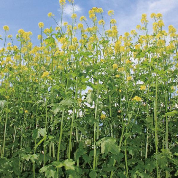 生育が早く、景観用にもよい！生物くん蒸作物として注目！OECD登録品種●特性・特徴初期生育が早く、短期間で高収量が得られる。花は黄色で、開花期の草丈は1m以上。耐倒伏性が強い。生物くん蒸作物として利用した場合、トマト青枯病、ホウレンソウ委凋...