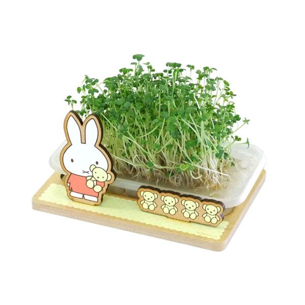 【うさこちゃん/ディックブルーナ/キャラクター/グッズ/かわいい/木製/苗/栽培】ミッフィーからスプラウト栽培キットが登場☆水だけで1〜2週間！2回分入っているよ♪●パッケージ：約H230×W160×D50mm●素材：（木製トレー、木製オー...
