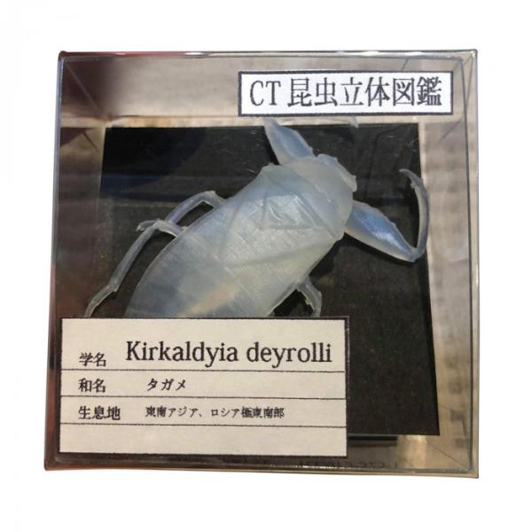 タガメのフィギュア! 生産国:日本 素材・材質:PLA 商品サイズ:縦5.5×横5.5×高さ2.5cm 重量:10g　※サプライヤー直送品　　