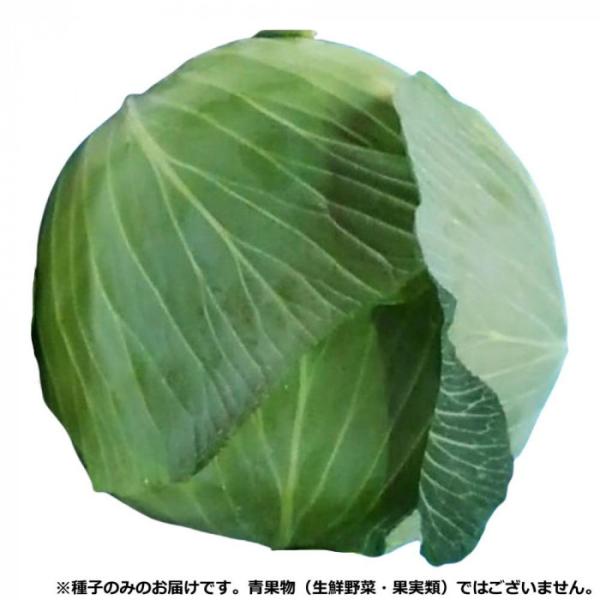耐寒性・低温肥大性に優れた晩生の寒玉キャベツです。萎黄病抵抗性で黒腐病にも強い耐病性をもちます。球重1.5kg~2.0kgの締まりの良い甲高扁円球に仕上がり、玉揃いも良好です。霜による傷みや腐りも少なく、裂球もほとんどなく在圃性に優れます。...
