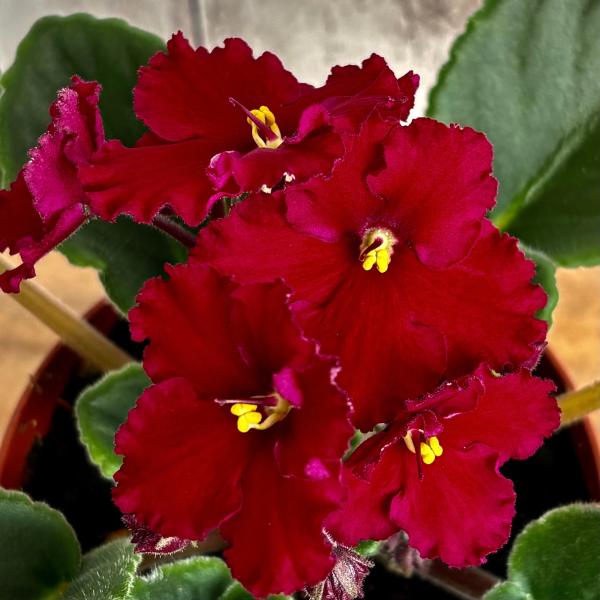 室内園芸の女王セントポーリア生産現場から直送！開花したものを最高の状態でお届けします！3.5号サイズ（直径１０センチのプラ鉢に植わっています）セントポーリア 'RG-garnet'RGガーネットは、サターンからの選抜品種になります。発色の良...