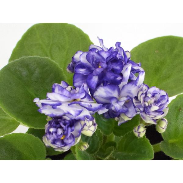 室内園芸の女王セントポーリア生産現場から直送！開花したものを最高の状態でお届けします！3.5号サイズ（直径１０センチのプラ鉢に植わっています）