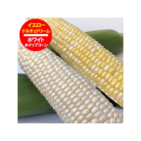 名称：黄色い とうもろこし ドルチェドリーム / 白い とうもろこし ホイップコーン内容量：・イエローコーン 3本・ホワイトコーン 3本産地：とうもろこし 北海道 剣淵産賞味期限：北海道 とうもろこし は到着後はなるべくお早めにお召し上がり...