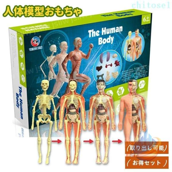 商品説明   楽しく学べる知育玩具    人体の臓器の位置を覚えながら、科学の知識を楽しく学べる！   解剖学の教師にも最適    正確な構造で教育や研究に活用でき、学習意欲を引き出します。   持ち運び便利なポータブルサイズ    バッグ...