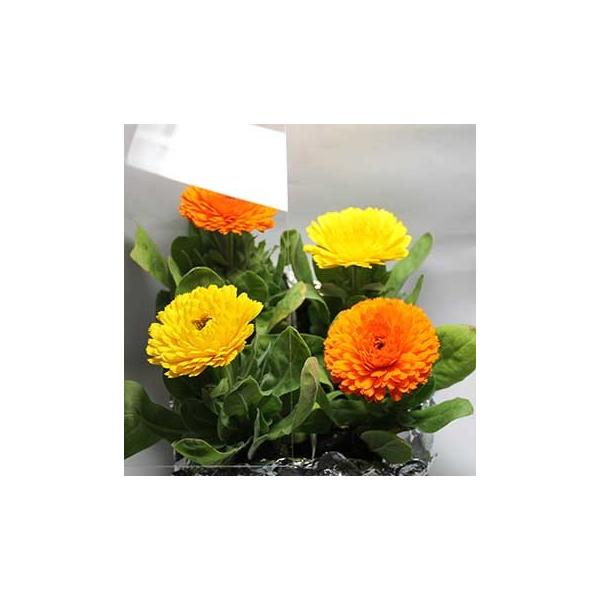 ポリカーボネート EXELL-D　クリア・両面超高耐候　4mm厚　200mm×330mm