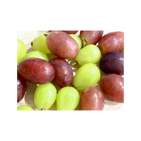 【発売日：2026年02月16日】☆特徴など☆1)有機肥料使用・化学肥料/除草剤不使用・草生栽培で、大切に栽培された葡萄です。2)成長剤不使用で、粒は中程度となるよう生育を調整していますので、甘みがのります。3)ジャムやフルーツソースにおス...