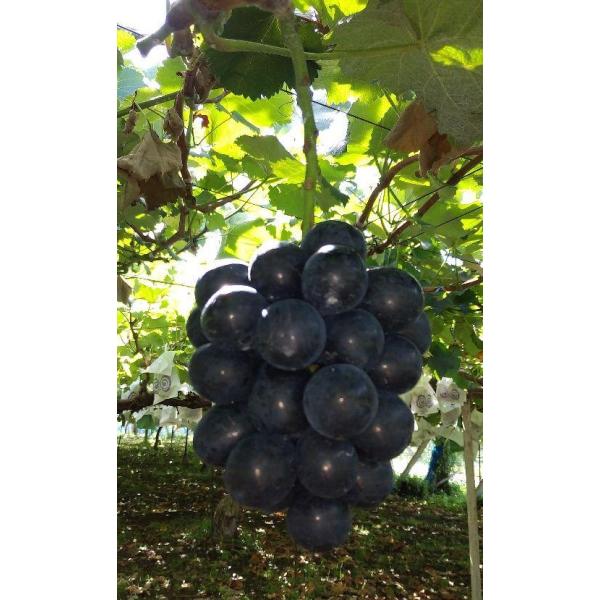 【発売日：2026年09月25日】☆特徴など☆・除草剤不使用、自然のミネラル系の有機肥料を使用し、化学肥料はやむを得ず1成分のみ！・某有名フルーツ店では、こちらの地域の有機栽培の葡萄は、１房2万円以上で販売されています！・個人的には、ほのか...