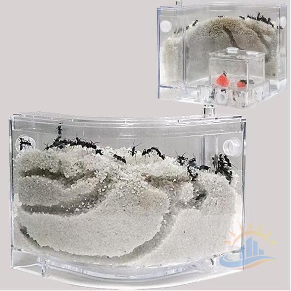 アリの巣　あり観察キット　アリの巣観察キット　アリ　巣　観察　飼育ケース　砂　自由研究 小学生 キット あり 蟻 飼育セット 実験セット 観察 工作 男の子　女の子　夏休み　学習用　おもしろ実験　