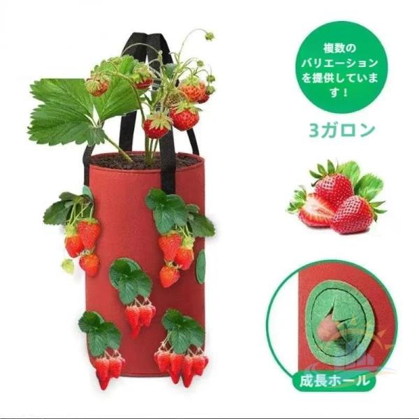 1.成長バッグの2/3に植物に優しい培養土と堆肥を入れ、上部に4つの健康なイチゴ、側面に8つのイチゴを植えます。 2.中央にそっと水を注ぎ、すべての根に水を広げます。サイドプラントに数回水をやります。 3.イチゴの植物は、毎日6~8の日光を...