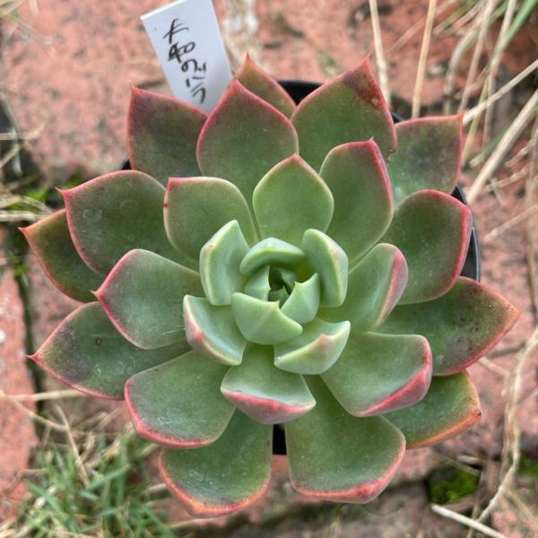 多肉植物 苗 エケベリア 大和の薔薇 2.5号鉢 : PortobelloMarket 多肉植物 苗 エケベリア 大和の薔薇 2.5号鉢 : PortobelloMarket