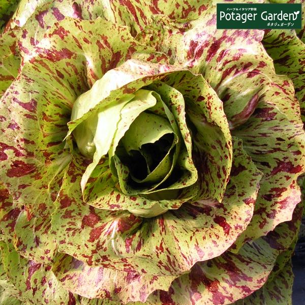 チコリの仲間です。葉はバラの花に比較されビックリするほどキレイです。これが野菜かと思うほど美しく印象的です。イタリアのマーケットなどでもあまり売られてなく貴重品のようです。味はチコリと変わりなく最初は緑色で固めの印象がありますが、軟白して白...