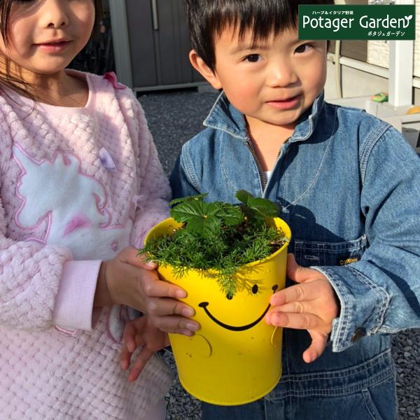 ハーブ 寄せ植えができるハーブ 栽培キットです。ハーブ苗 1個、プランター、土、肥料のハーブ 苗 セットを送料無料でお届けします。ハーブガーデン、ハーブティー、ハーブ料理、ガーデニングを趣味として、観葉植物として、ハーブ専門店 苗をお楽しみ...