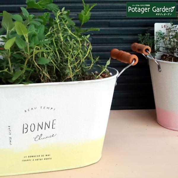 栽培キット かわいい　ハーブ 苗 セットハーブ 寄せ植えができるハーブ 栽培キット。ハーブ苗 4個、プランター、土、肥料のハーブ 苗 セットを送料無料でお届けします。ハーブガーデン、ハーブティー、ハーブ料理、ガーデニングを趣味として、観葉植...