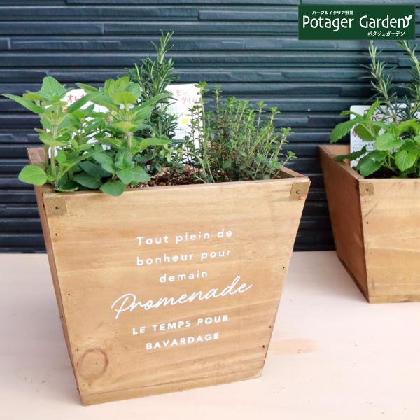 栽培キット かわいい　ハーブ 苗 セットハーブ 寄せ植えができるハーブ 栽培キット。ハーブ苗 3個、プランター、土、肥料のハーブ 苗 セットを送料無料でお届けします。ハーブガーデン、ハーブティー、ハーブ料理、ガーデニングを趣味として、観葉植...