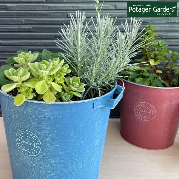 栽培キット かわいい　ハーブ 苗 セットハーブ 寄せ植えができるハーブ 栽培キット。ハーブ苗 3個、プランター、土、肥料のハーブ 苗 セットを送料無料でお届けします。ハーブガーデン、ハーブティー、ハーブ料理、ガーデニングを趣味として、観葉植...