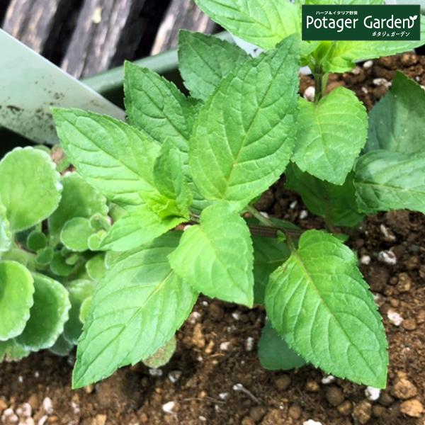 栽培キット かわいい　ハーブ 苗 セットハーブ 寄せ植えができるハーブ 栽培キット。ハーブ苗 2個、プランター、土、肥料のハーブ 苗 セットを送料無料でお届けします。ハーブガーデン、ハーブティー、ハーブ料理、ガーデニングを趣味として、観葉植...