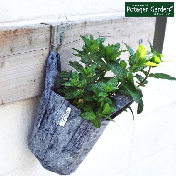 ハーブ 苗 セット ハーブ 栽培キットです。ハーブ苗 1個、プランター、土、肥料のハーブ 苗 セットを送料無料でお届けします。ハーブガーデン、ハーブティー、ハーブ料理、ガーデニングを趣味として、観葉植物として、ハーブ専門店 苗をお楽しみくだ...