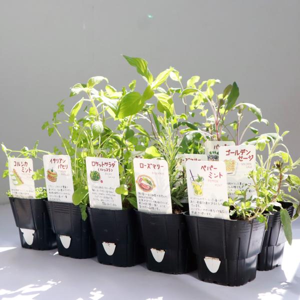 ハーブ 寄せ植えや鉢植えができるハーブ専門店のハーブ 苗のお試し36個セットを送料無料でお届けします。ハーブティー、ハーブ料理、ガーデニングからテーマをひとつ選んでください。例えばハーブティなら、カモミールやミント、ボリジなどを単品でもブレ...