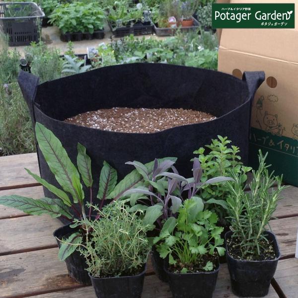 栽培キット かわいい　ハーブ 苗 セットハーブ 寄せ植えができるハーブ 栽培キット。ハーブ苗 3個、プランター、土、肥料のハーブ 苗 セットを送料無料でお届けします。ハーブガーデン、ハーブティー、ハーブ料理、ガーデニングを趣味として、観葉植...
