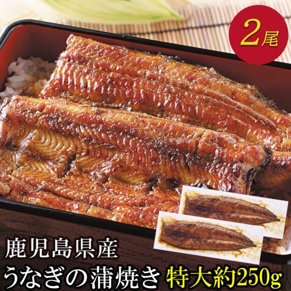 鹿児島県産のうなぎ蒲焼き  2尾セットです。1尾あたりたっぷり250g。池別・サイズ別に職人が丁寧に選別して捌き、特殊な遠赤外線で余分な脂を落として臭みをなくしてふっくらと仕上げています。添付のタレも無添加のこだわり。商品名国産 うなぎ蒲焼...
