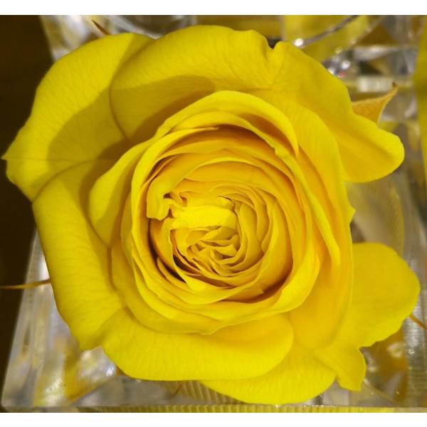 染色液を検討中のあなたにご案内(^^)《新製品》【COOL A*RT 3Dプレミアム】↑↑一度お試しください(^o^)(商品ページをご覧ください☆)あなたのハーバリウム作品の自由さが増す！オイルではなく、固まるタイプなので、"瓶ナシ"で、作...