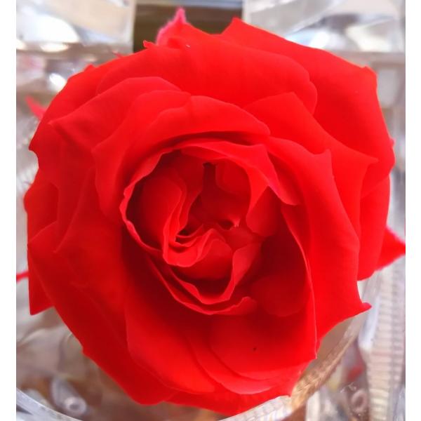 華やかな女王様イメージの赤です---------------染色液を検討中のあなたにご案内(^^)【COOL A*RT 3Dプレミアム】↑↑一度お試しください(^o^)(商品ページをご覧ください☆)あなたのハーバリウム作品の自由さが増す！オ...