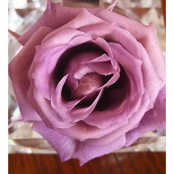 染色液を検討中のあなたにご案内(^^)《新製品》【COOL A*RT 3Dプレミアム】↑↑一度お試しください(^o^)(商品ページをご覧ください☆)あなたのハーバリウム作品の自由さが増す！オイルではなく、固まるタイプなので、"瓶ナシ"で、作...