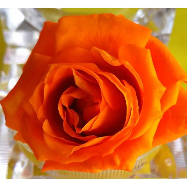 染色液を検討中のあなたにご案内(^^)《新製品》【COOL A*RT 3Dプレミアム】↑↑一度お試しください(^o^)(商品ページをご覧ください☆)あなたのハーバリウム作品の自由さが増す！オイルではなく、固まるタイプなので、"瓶ナシ"で、作...