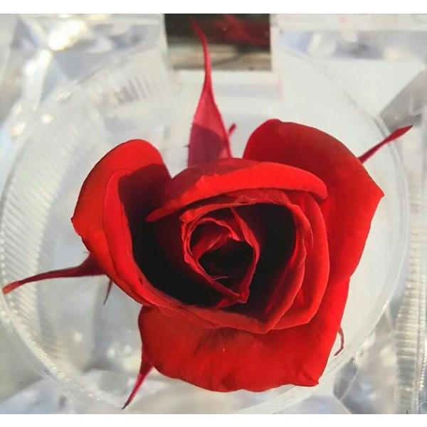 染色液を検討中のあなたにご案内(^^)《新製品》【COOL A*RT 3Dプレミアム】↑↑一度お試しください(^o^)(商品ページをご覧ください☆)あなたのハーバリウム作品の自由さが増す！オイルではなく、固まるタイプなので、"瓶ナシ"で、作...