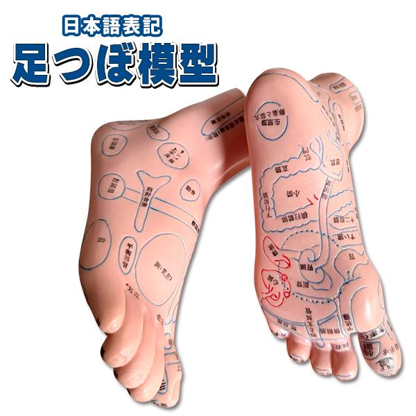 日本語表記対応足つぼマッサージ 練習用模型■日本語表記で分かりやすい足の経穴位置が日本語表記されています。足裏だけでなく全体のツボの位置を立体的に学ぶことができます。わかりやすい模型なので、整体院のお客様への説明や練習にも◎フットマッサージ...