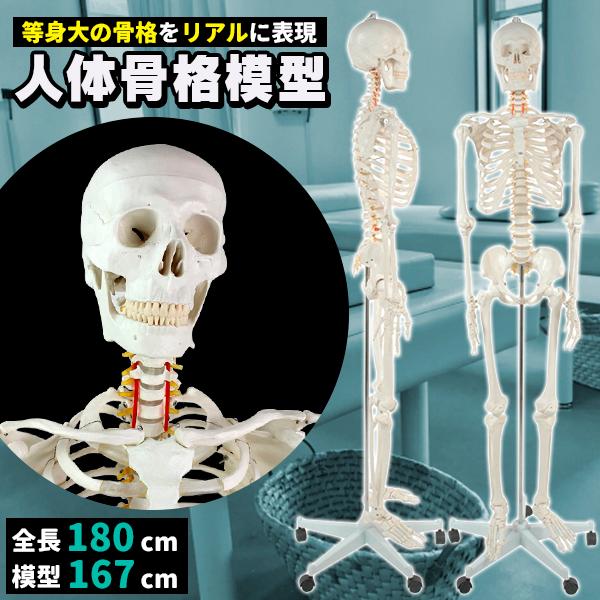 等身大の骨格をリアルに表現した骨格模型顎・肩・ひじ・手首・足首の各関節が可動。医療現場での説明用、鍼灸、理学療法の学習教材、デッサンやディスプレイに！活躍の場は多数！人物の絵画や彫刻の基本としても◎医療現場から学生の勉強用として人気です。指...