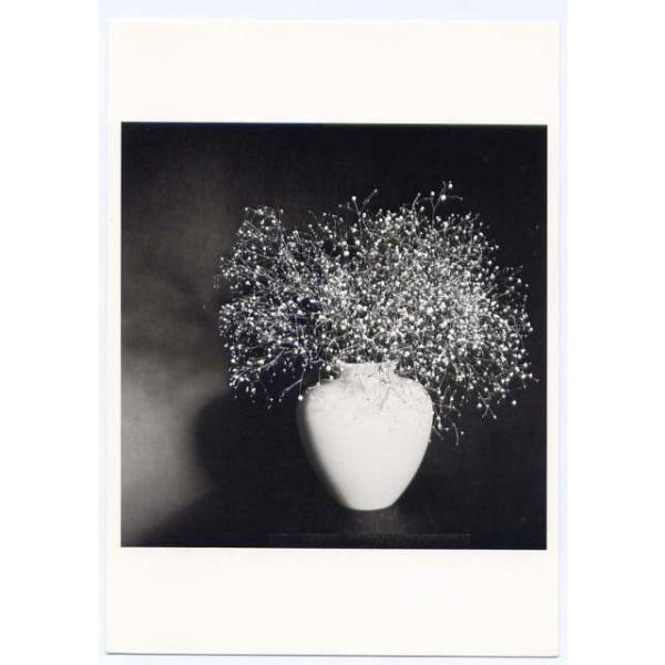 メイプルソープ・花瓶15.3 ×　10.9 cmBaby's breath, 1978Photograph by Robert Mapplethorpe輸入国：米国
