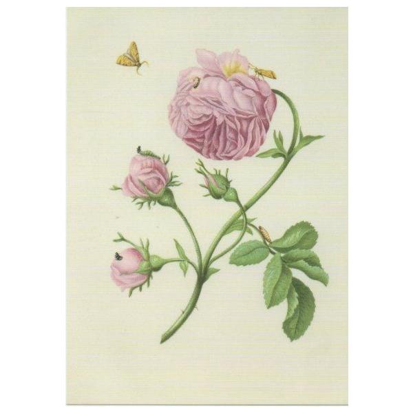 15.0 X 10.5 cmMaria Sibylla Merian (1647-1717)Bush Rose with moth, larva and chrysalis, 1679輸入国：スイス