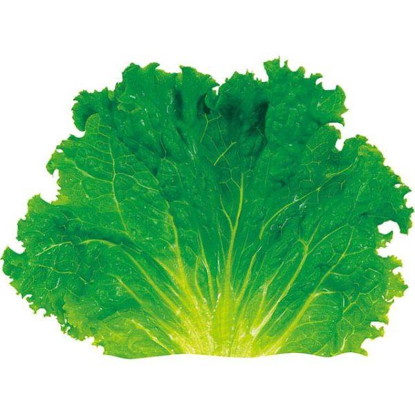 お弁当に彩りを添え、食材を引き立たせるデザインで食欲と購買意欲を高めます。変色の心配が無く、生葉よりも安全でコストダウン。グルメシート全商品に環境対応のバイオマスインキを使用。サイズ：約180φ洗浄・水切り・もぎりの下準備が不要。熱・油・タ...
