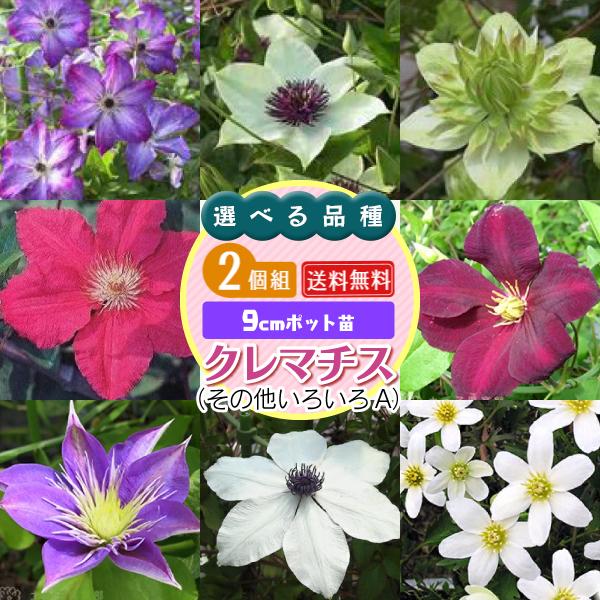 クレマチス その他いろいろA (選べる品種) 2個セット ( 送料 クレマチス その他いろいろA (選べる品種) 2個セット ( 送料