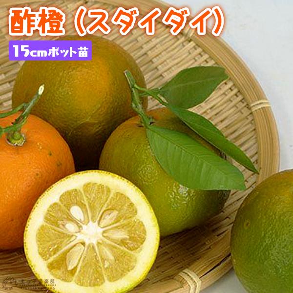 去年の果実が落ちないままに次の年の実がなり、一つの木に世代を超えた果実がなるので代々（ダイダイ）と呼ばれています。二世代、三世代の果実が同じ木に同時になることもある縁起の良い木で、橙は正月の飾り付けにも使われている有用果樹です。果実はほぼ球...