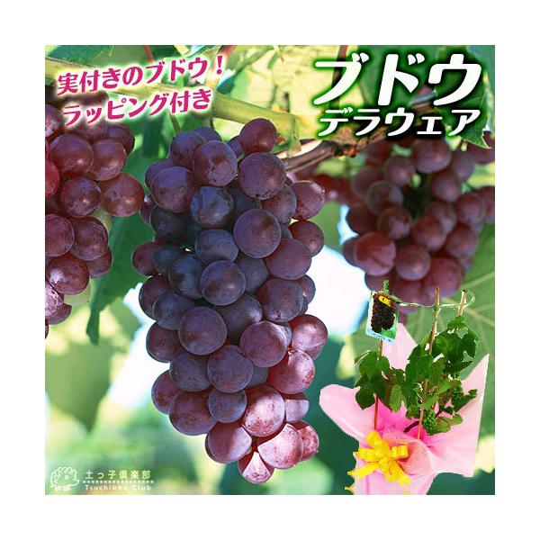 植木の名産地「田主丸」産の果樹です、当店が自信を持っておススメします。実付きでお届けします。鉢のまま育てられるので、熟すのを待つだけ^^種無しぶどうとして有名な品種です。糖度が高く実ばなれが良いので食べやすく、お子さんやお年寄りにも人気です...