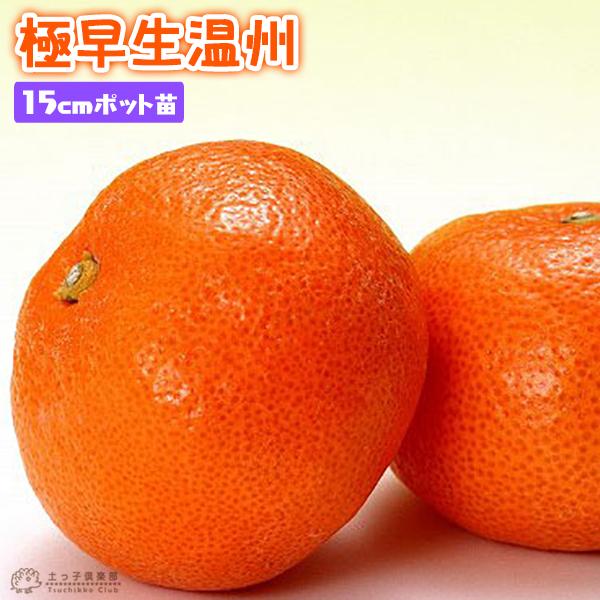 温州みかんは、皮がむきやすく種がないので食べやすいく、加熱や水洗いをせずに食べられるので、ビタミンの損失もありません。1日3個で1日に必要なビタミンＣの半分を摂取できるそうです。袋やスジには多くの食物繊維ペクチンが含まれ、整腸作用があります...