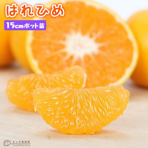 『はれひめ』は「清見タンゴール」、「オセオラオレンジ」、「早生温州」を交配して作られた新しい柑橘です。一見ポンカンのような見た目ですが、果皮はツルっとしており、ミカンのように剥きやすく内皮ごと食べられます。オレンジのように爽やかな味わいで種...