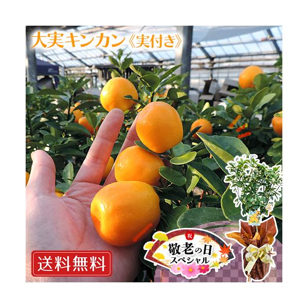 熟した果実が金色だから「キンカン」。ミカンは皮をむいて食べますが、キンカンは皮ごとガブリ、砂糖漬けや砂糖煮、薬用酒向き果実です。♪花言葉は「思い出」「感謝」♪大実キンカンはキンカンの園芸品種で普通のキンカンより実が一回り大きいのが特徴ですが...