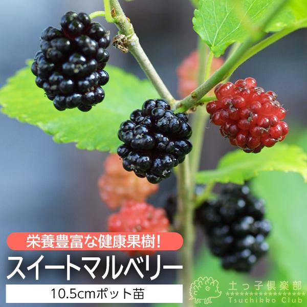 小さくてジューシーで甘い果実が魅力のベリーですが、残念ながら日持ちしないので、マルベリーが食べられるのはこの木を育てた人だけ、と言えるのかもしれません。現在のマルベリーは、よく実がなる改良品種となっています。生食はもちろん、ジャムや果実酒、...