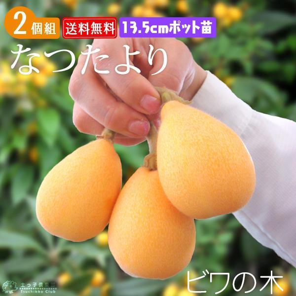「茂木びわ」で有名な長崎県は、びわの生産量、全国一です。「茂木」に替わる品種として注目されているのが、この新品種「なつたより」。従来品種に比べて粒が大きく(約60ｇ)、甘みと果肉の軟らかさが特徴です。江戸時代から栽培されている「長崎びわ」。...