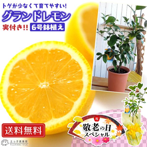 実付きのグランドレモンの苗です。果汁や皮を料理やジュースにも使え、ガーデニングとして鉢植えで育てることができます。トゲが小さく少ないのも特徴です。家庭では鉢植えがオススメ。木が大きくならず、実も沢山なり、手入れもカンタンです。ラッピング込み...